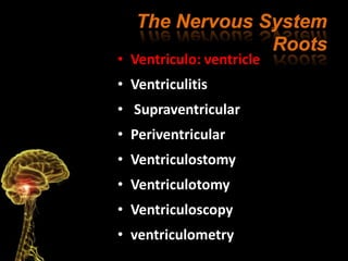 Terminology of nervous system ترمینولوژی سیستم عصبی | PPTX