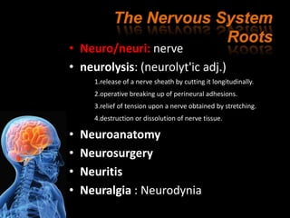 Terminology of nervous system ترمینولوژی سیستم عصبی | PPTX