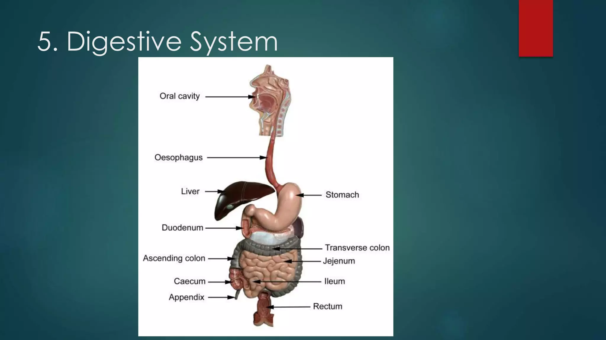 Medical Terminology of the body systems | PPTX