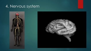 Medical Terminology of the body systems | PPTX