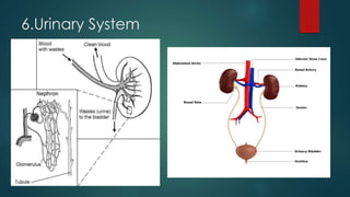 Medical Terminology of the body systems | PPTX | Eye and Vision ...