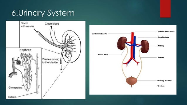 Medical Terminology of the body systems | PPTX | Eye and Vision ...