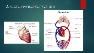 Medical Terminology of the body systems | PPTX