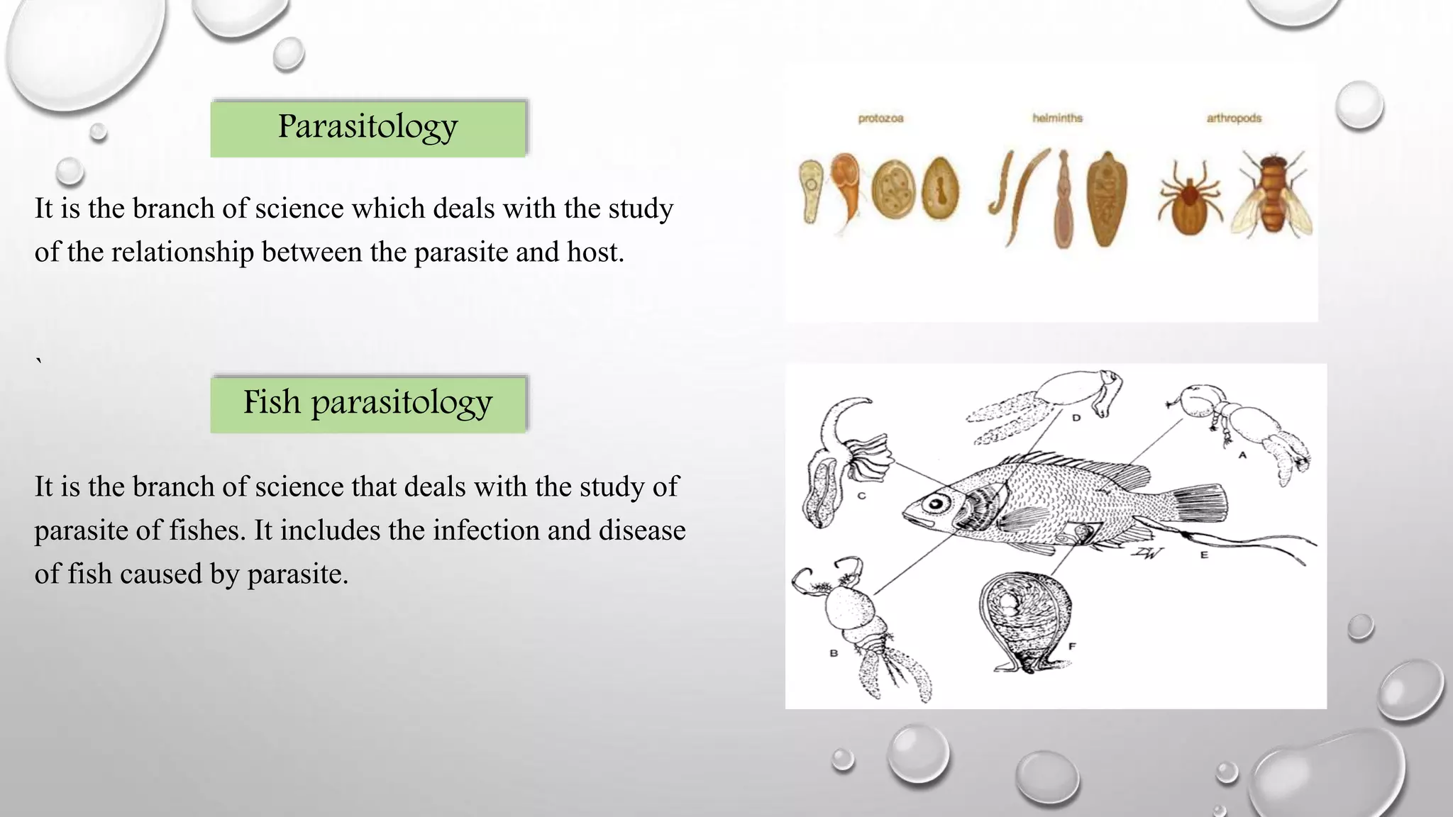 Fish Parasitology Terminology presentation | PPT