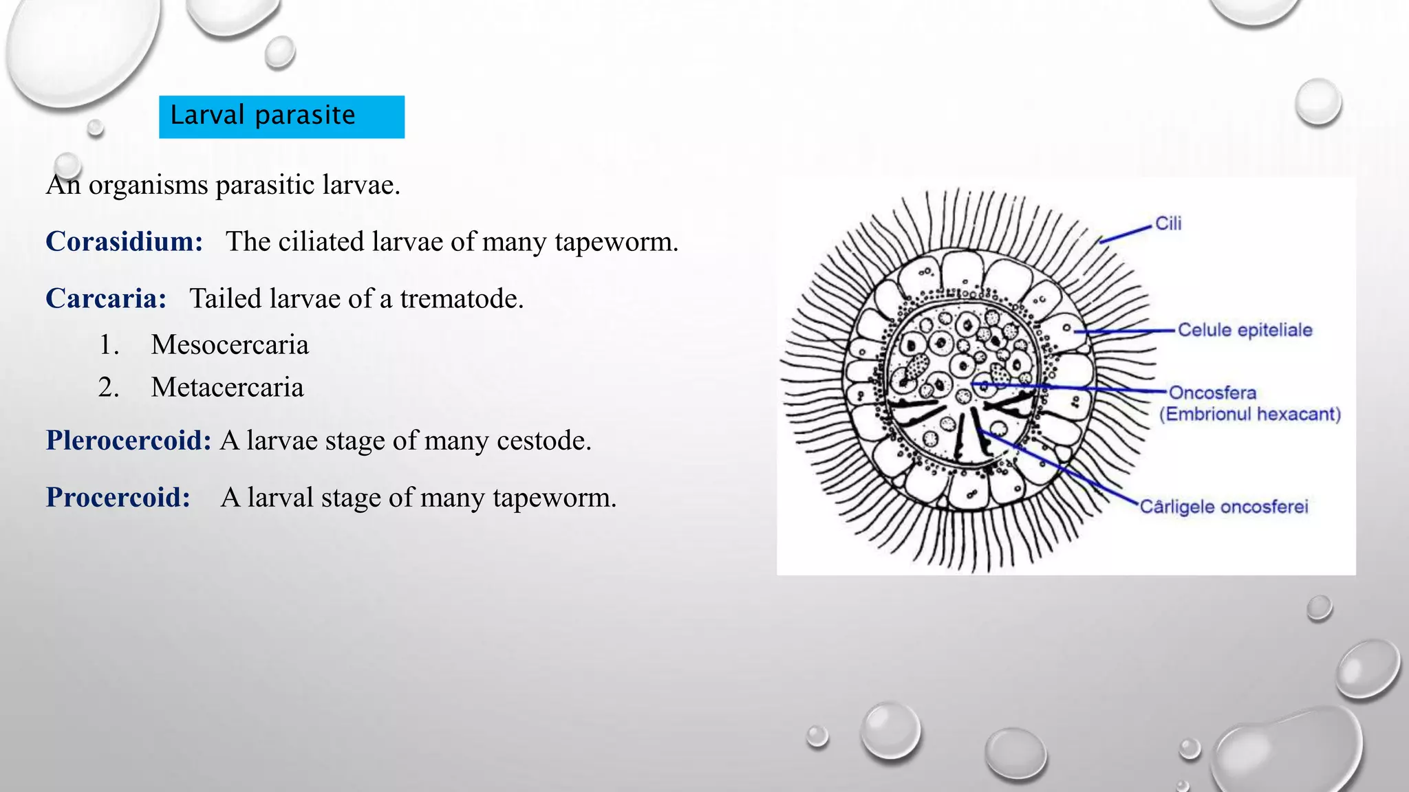 Fish Parasitology Terminology presentation | PPT