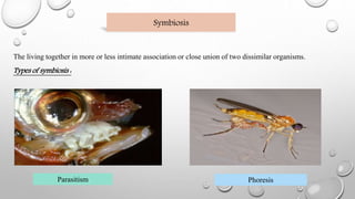 Fish Parasitology Terminology presentation | PPTX