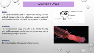 Fish Parasitology Terminology presentation | PPTX