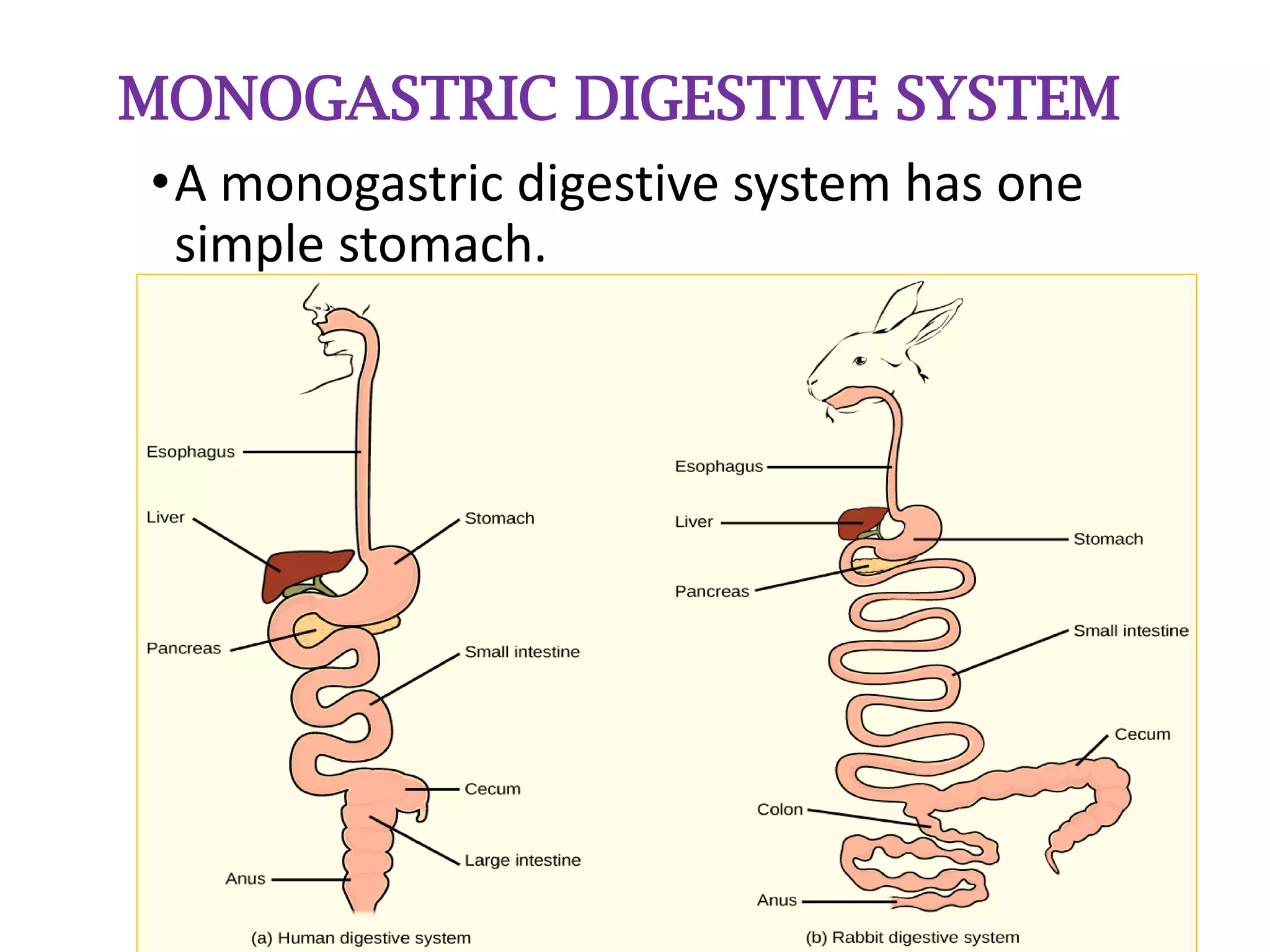 Terminology related to animal digestion.pdf