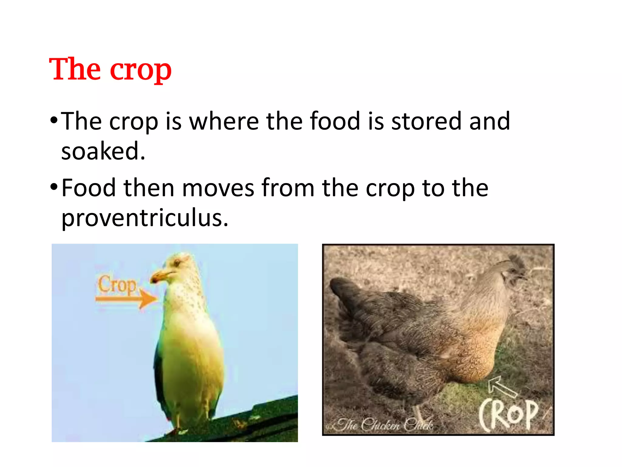 Terminology related to animal digestion.pdf