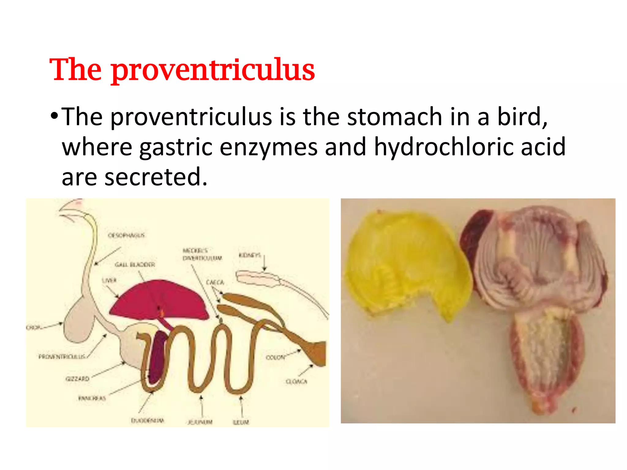 Terminology related to animal digestion.pdf