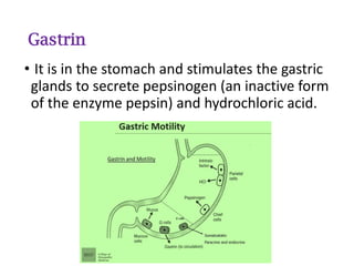 Terminology related to animal digestion.pdf