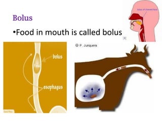 Terminology related to animal digestion.pdf