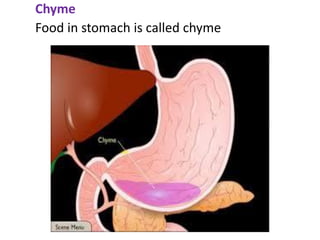 Terminology related to animal digestion.pdf