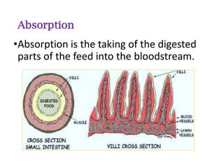 Terminology related to animal digestion.pdf