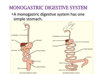 Terminology related to animal digestion.pdf