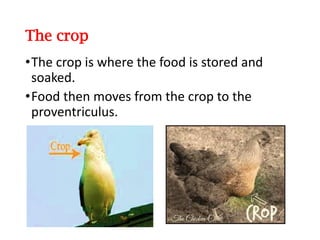 Terminology related to animal digestion.pdf