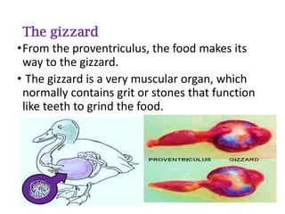 Terminology related to animal digestion.pdf