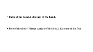 terminology& skeletone.pdf