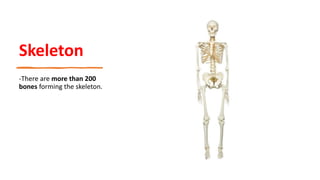 terminology& skeletone.pdf