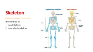 terminology& skeletone.pdf