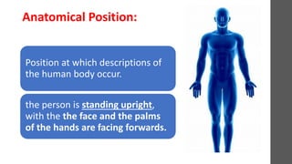 terminology& skeletone.pdf