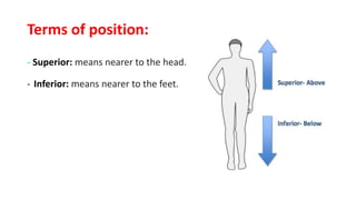 terminology& skeletone.pdf