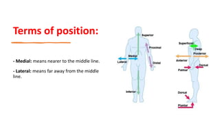 terminology& skeletone.pdf