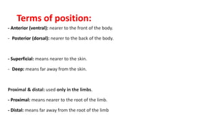 terminology& skeletone.pdf