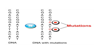 Central Dogma, Gene, Genetic Code, Codon, Genome, Genotype, Phenotype ...