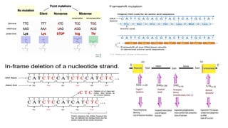 Central Dogma, Gene, Genetic Code, Codon, Genome, Genotype, Phenotype ...