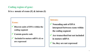 Central Dogma, Gene, Genetic Code, Codon, Genome, Genotype, Phenotype ...