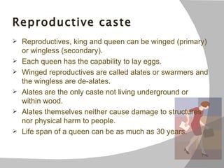 Termite: the most potent biodeteriogen | PPT