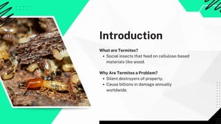 Termite Barrier Gold Coast: Protect Your Property from Termite Damage | PDF