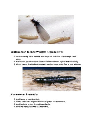 Termite control | PDF