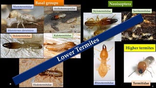 Termite evolution: Rise of Termitidae | PPTX