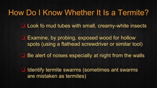Termite Identification, Prevention & Treatment | PPT