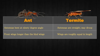 Termite Identification, Prevention & Treatment | PPT