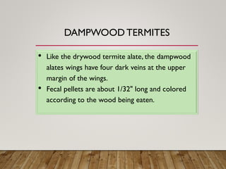 Termite ID Subterranean Drywood and Dampwood.pdf