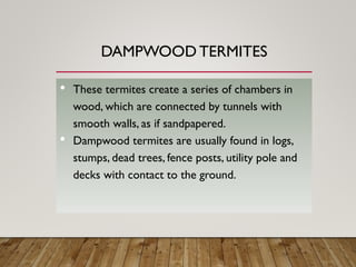 Termite ID Subterranean Drywood and Dampwood.pdf