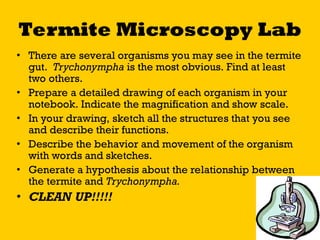 Termite Microscopy Lab viewing protists microscopy | PPT
