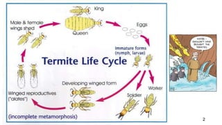 Termite presentation understanding behaviour 2019 | PPTX