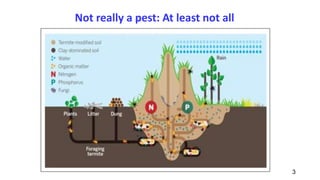 Termite presentation understanding behaviour 2019 | PPTX