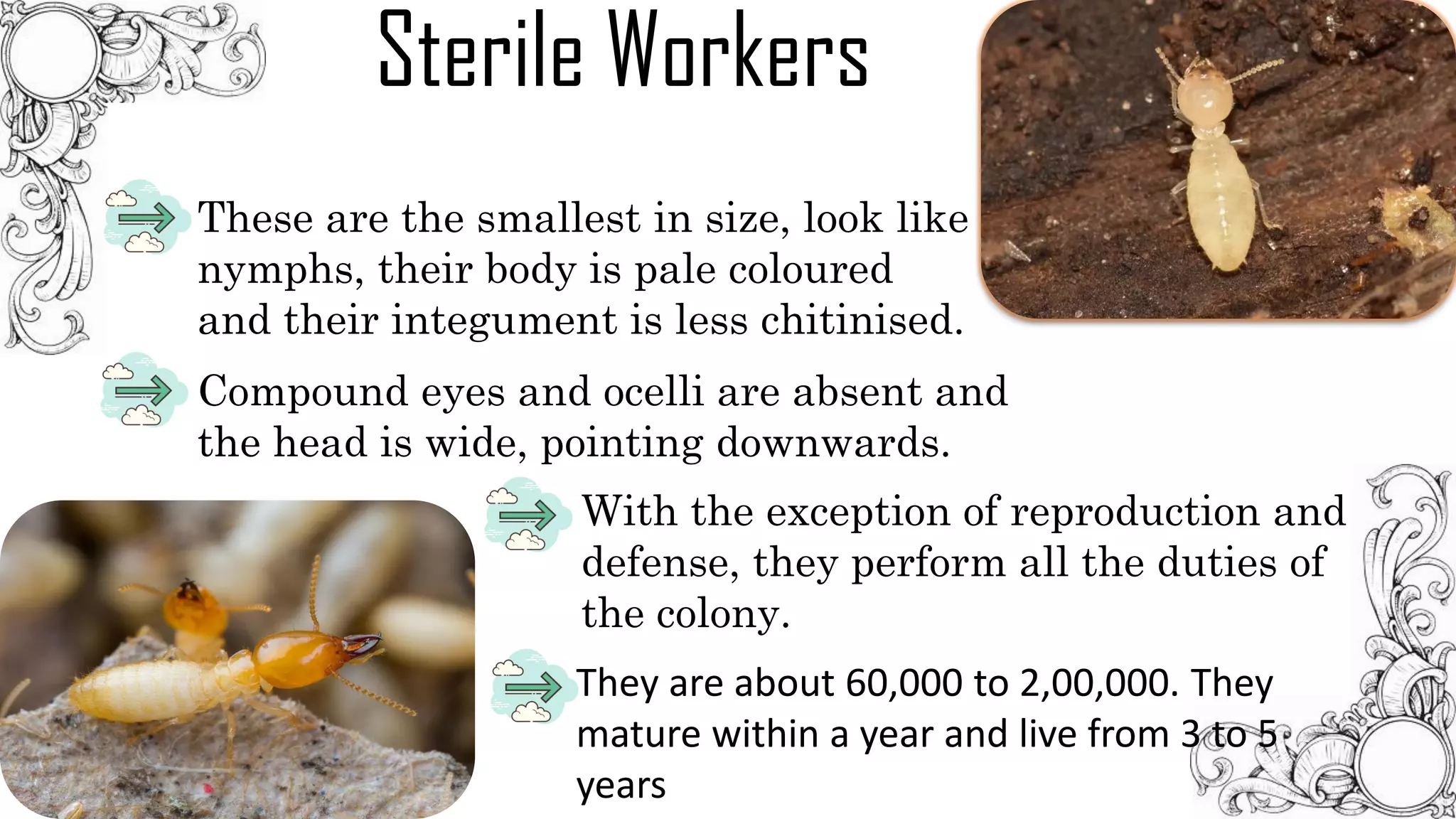 Termites colony and society | PDF