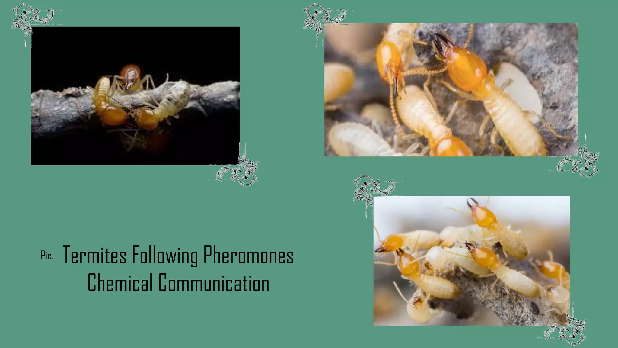 Termites colony and society | PDF