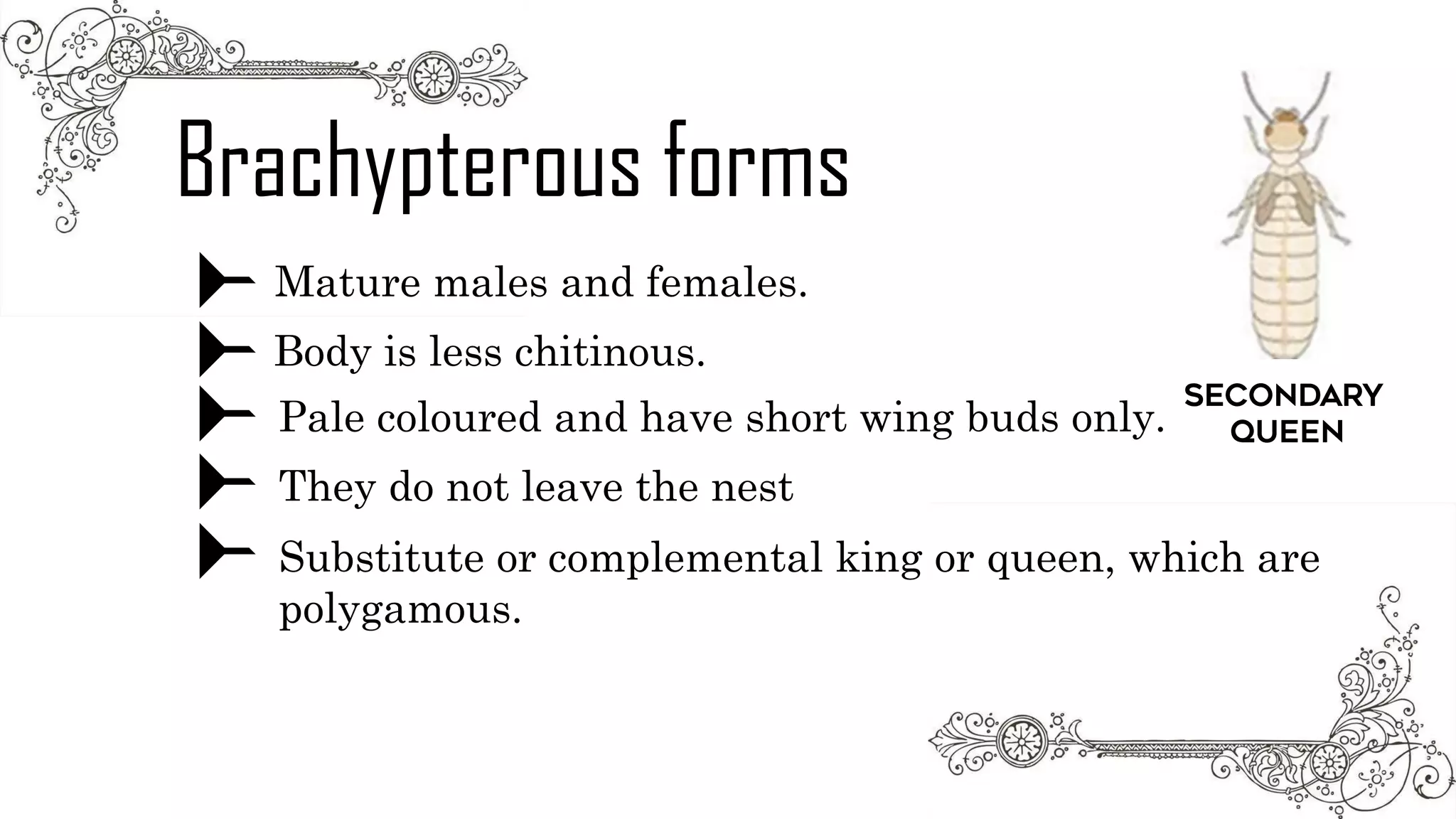 Termites colony and society | PDF