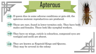 Termites colony and society | PDF