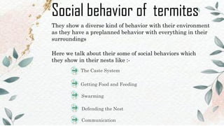 Termites colony and society | PDF