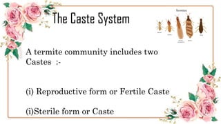 Termites colony and society | PDF