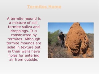 Termites Biography | PPT