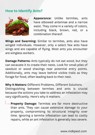 Termites vs. Ants: How to Tell the Difference and Why It Matters? | PDF ...